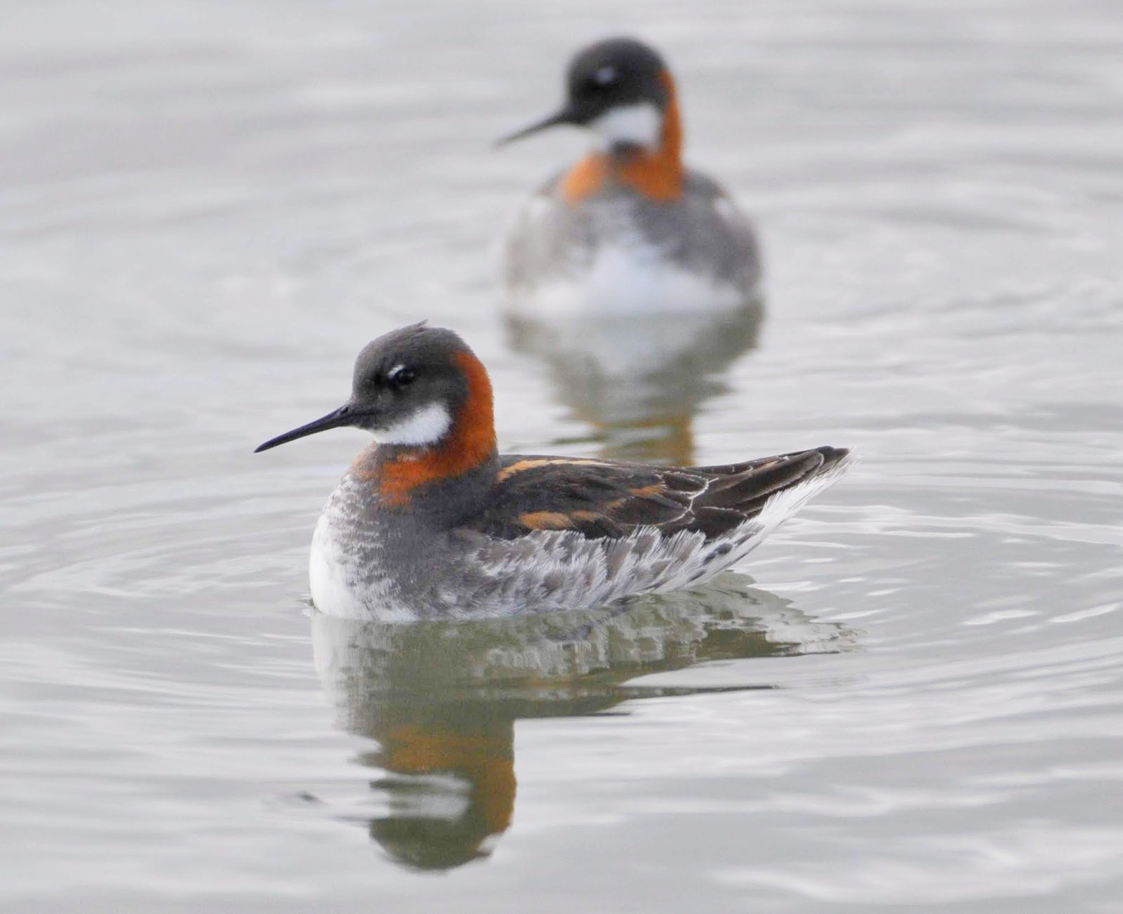 Polygamous birds have fewer harmful mutations - BirdGuides
