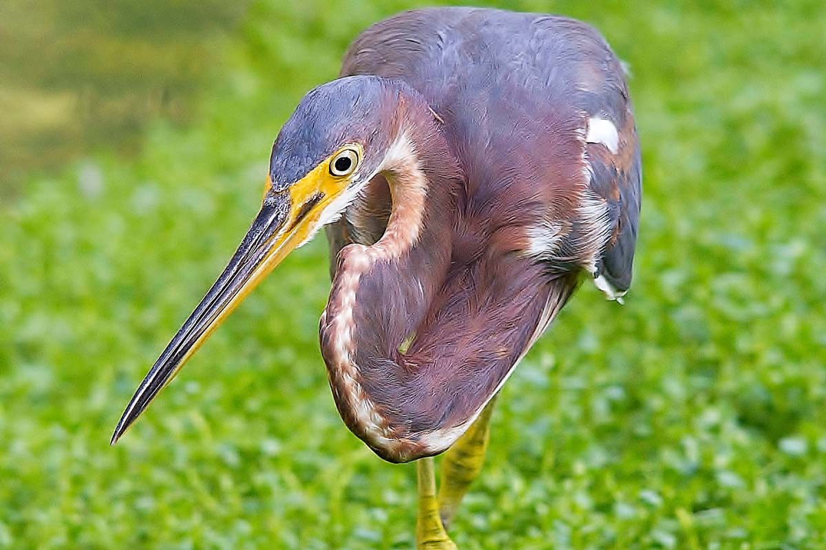 Sound recorders help to estimate heron productivity - BirdGuides