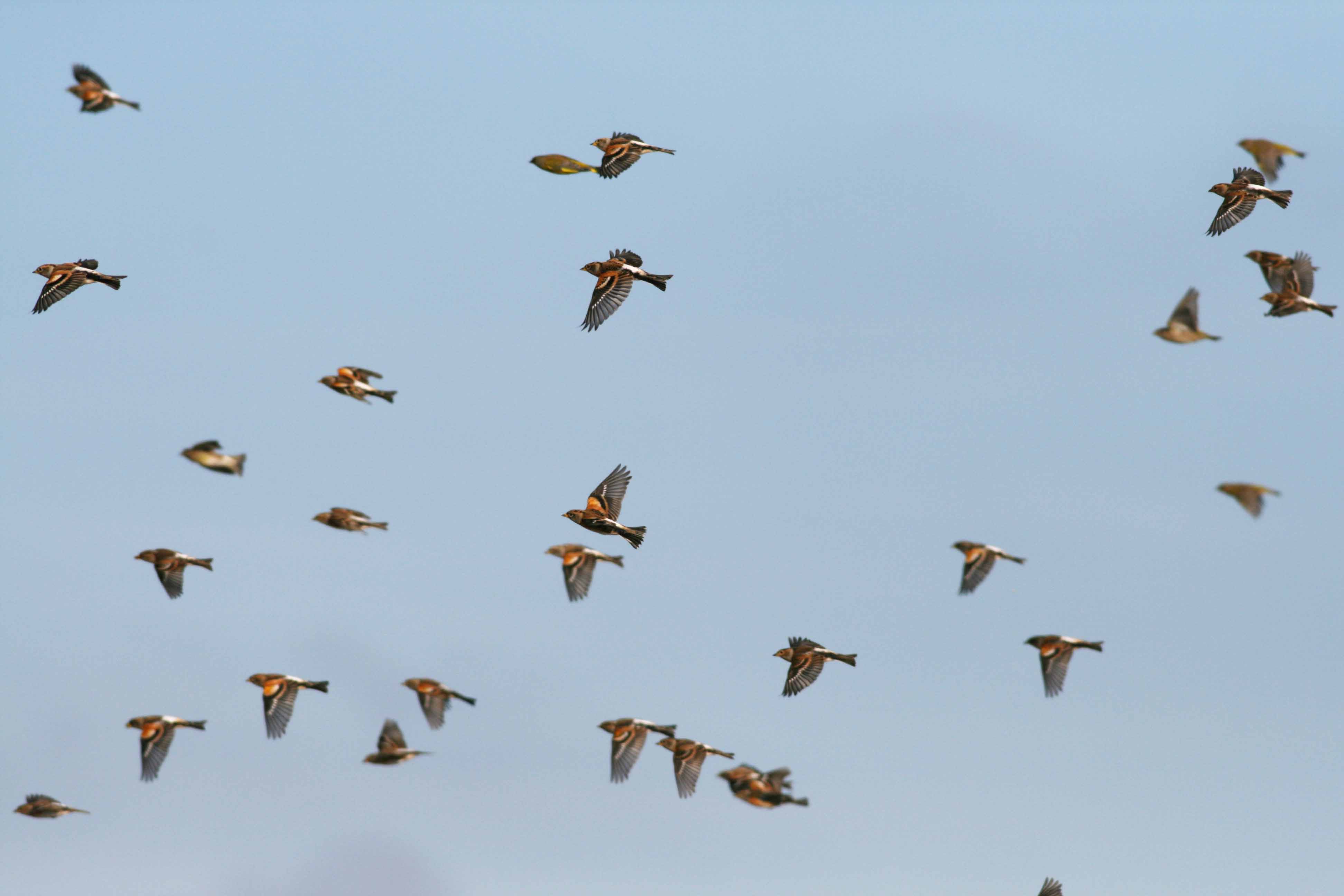 Brambling: masters of the mast - BirdGuides
