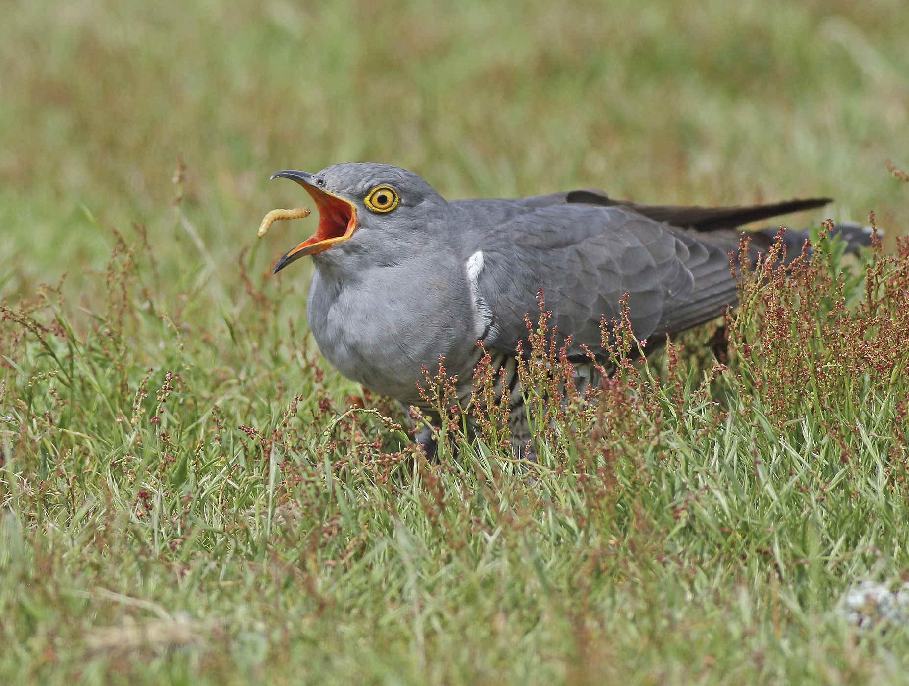 Ian Lycett: Colin it a day - BirdGuides