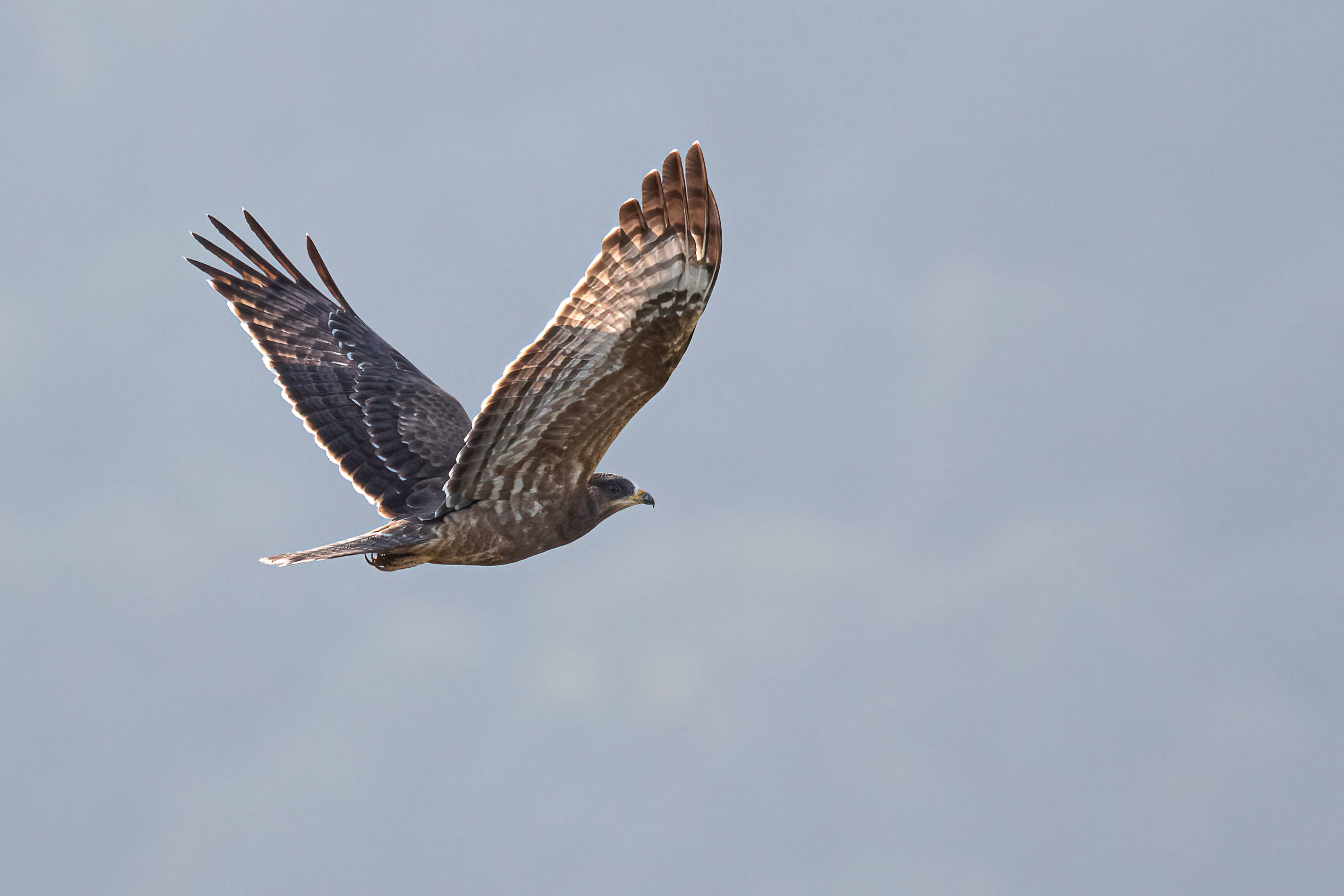 Batumi: Georgia's amazing migration hot-spot - BirdGuides