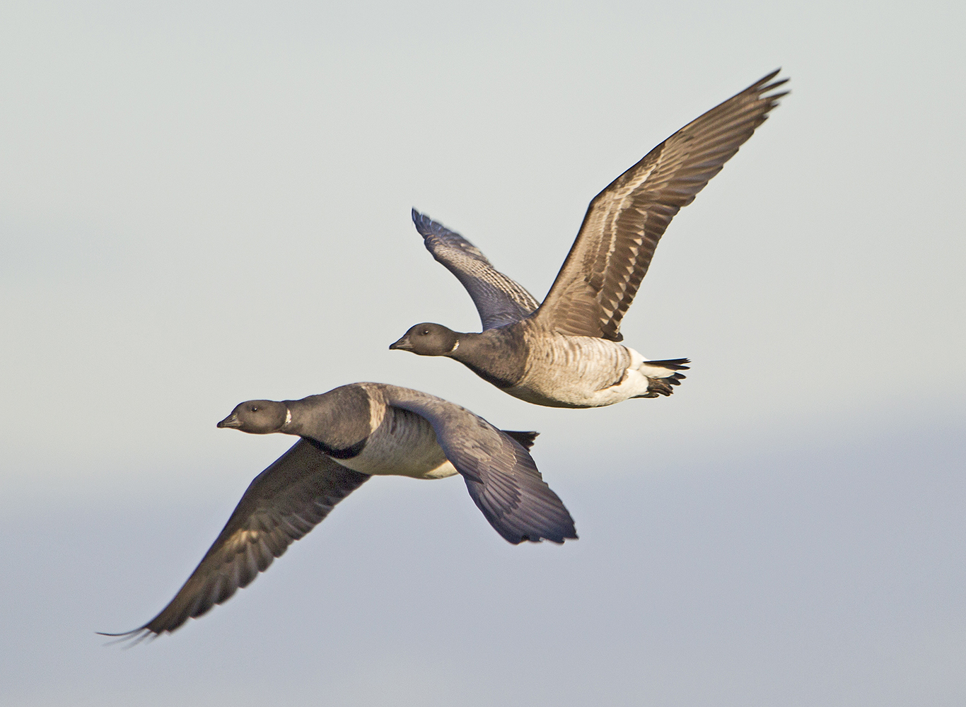 Brent Geese photo ID guide - BirdGuides