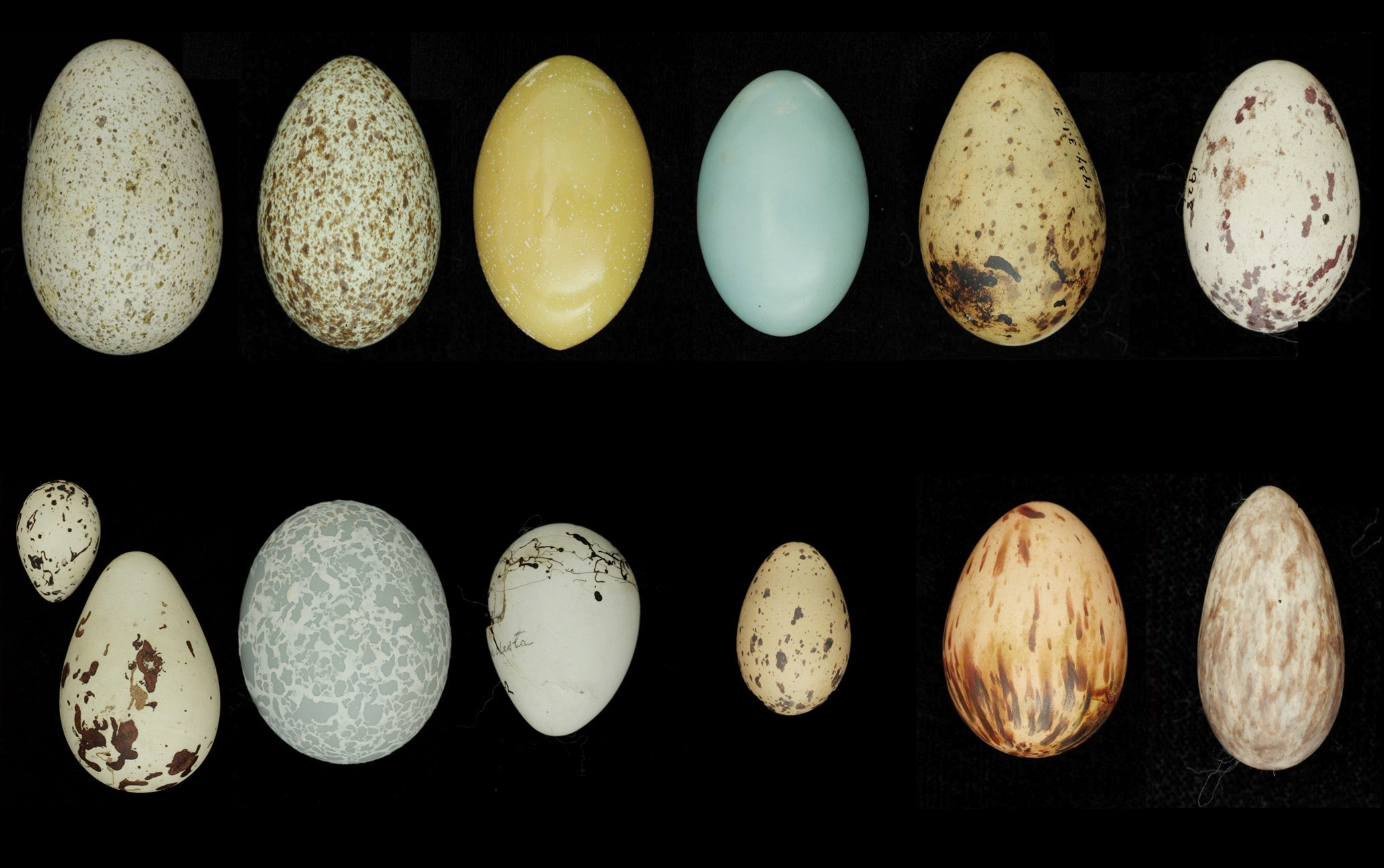 Understanding eggshells - BirdGuides