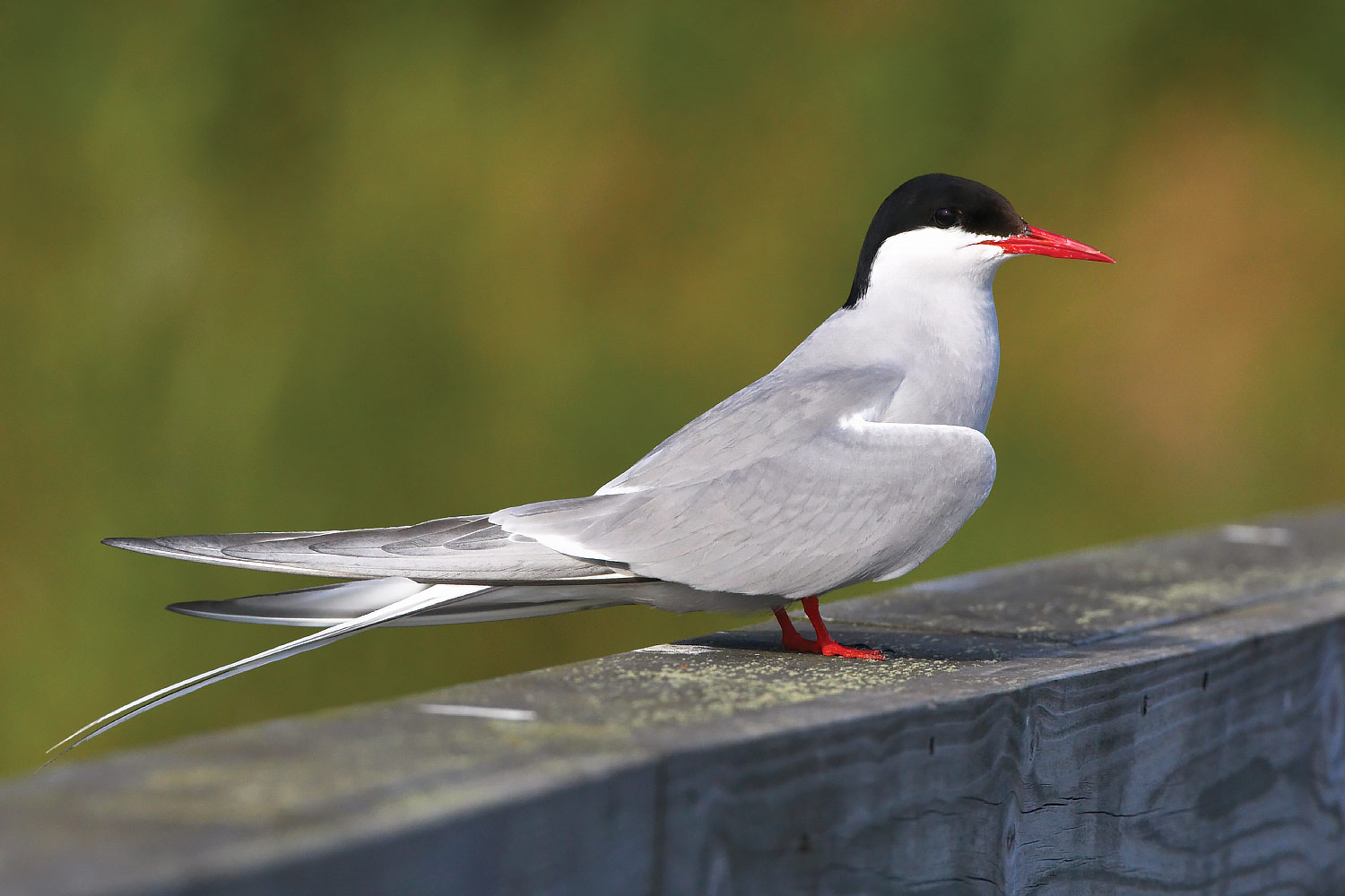 Common, Arctic and Roseate Tern photo ID guide - BirdGuides