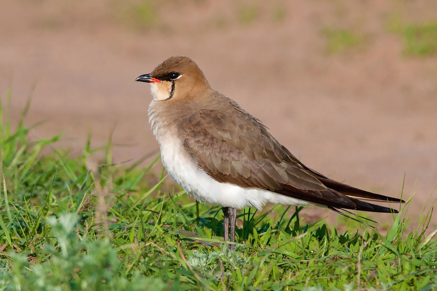 Pratincoles photo ID guide - BirdGuides