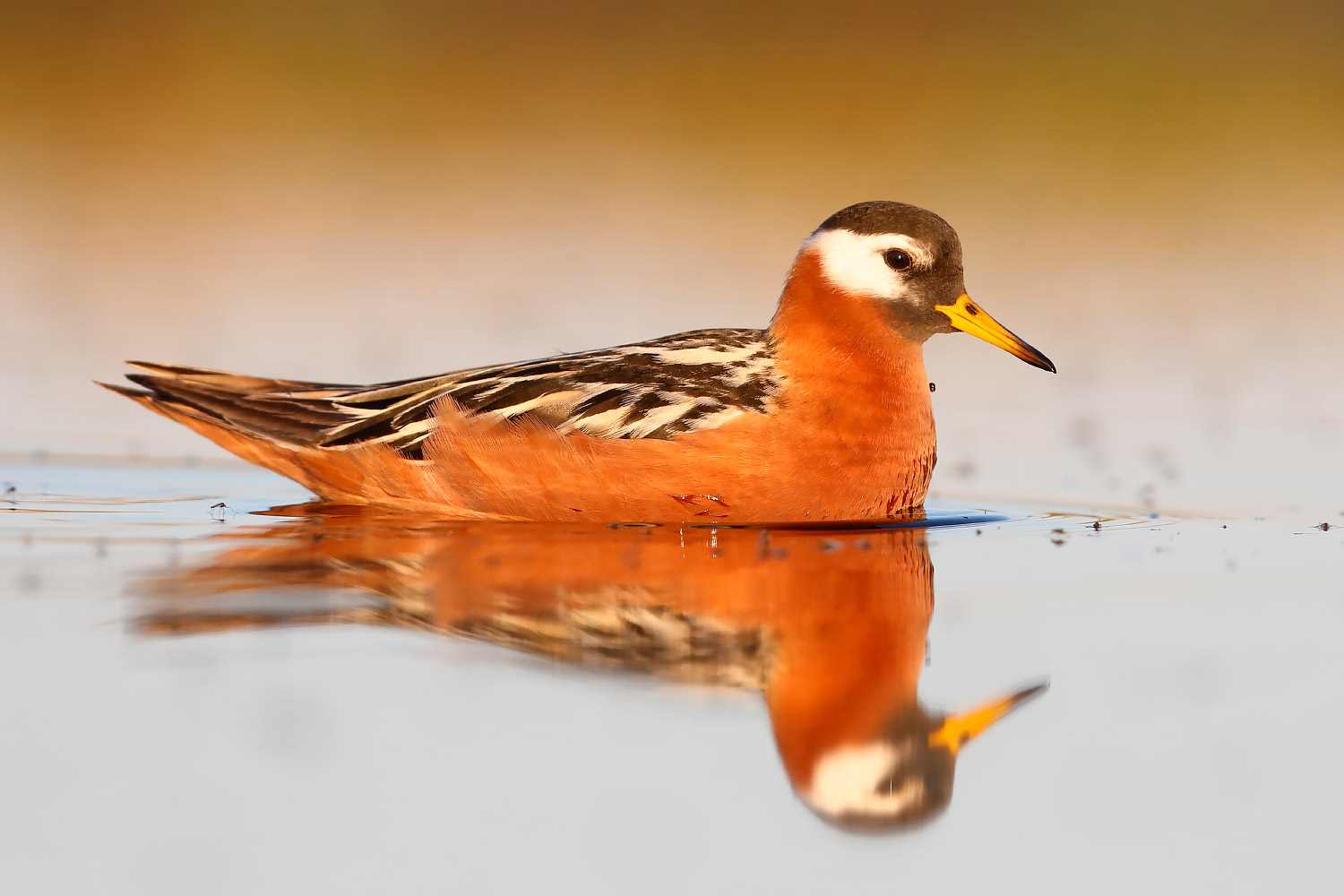Phalarope photo ID guide - BirdGuides