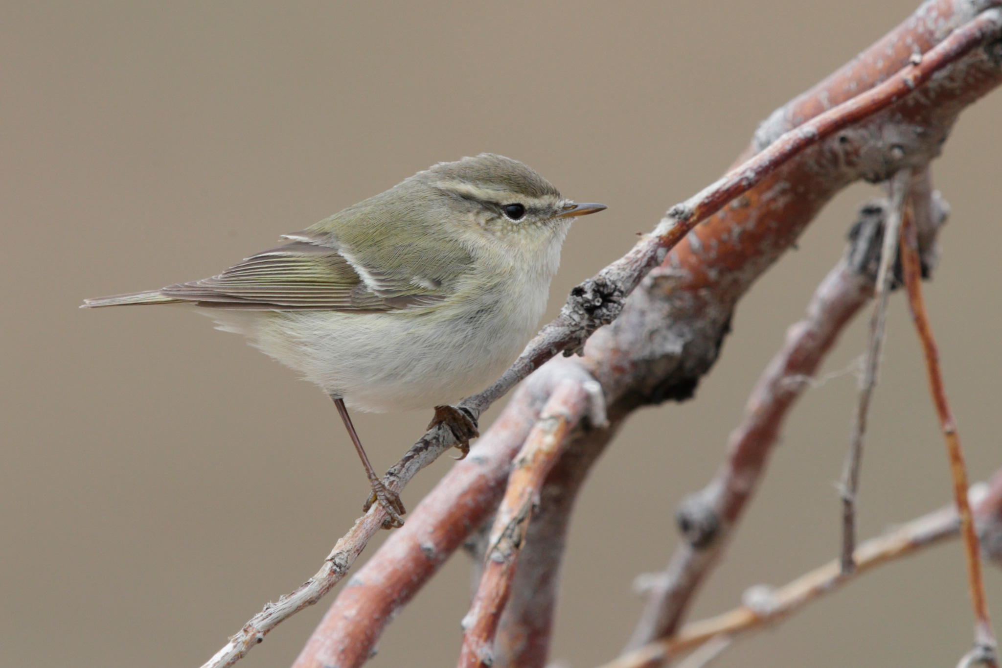 Autumn leaf warbler photo ID guide - BirdGuides