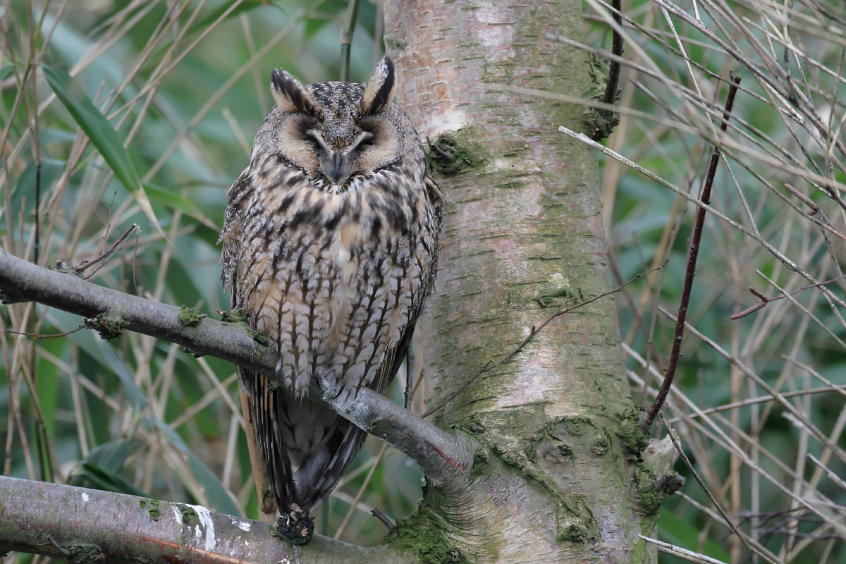 Short-eared and Long-eared Owls photo ID guide - BirdGuides