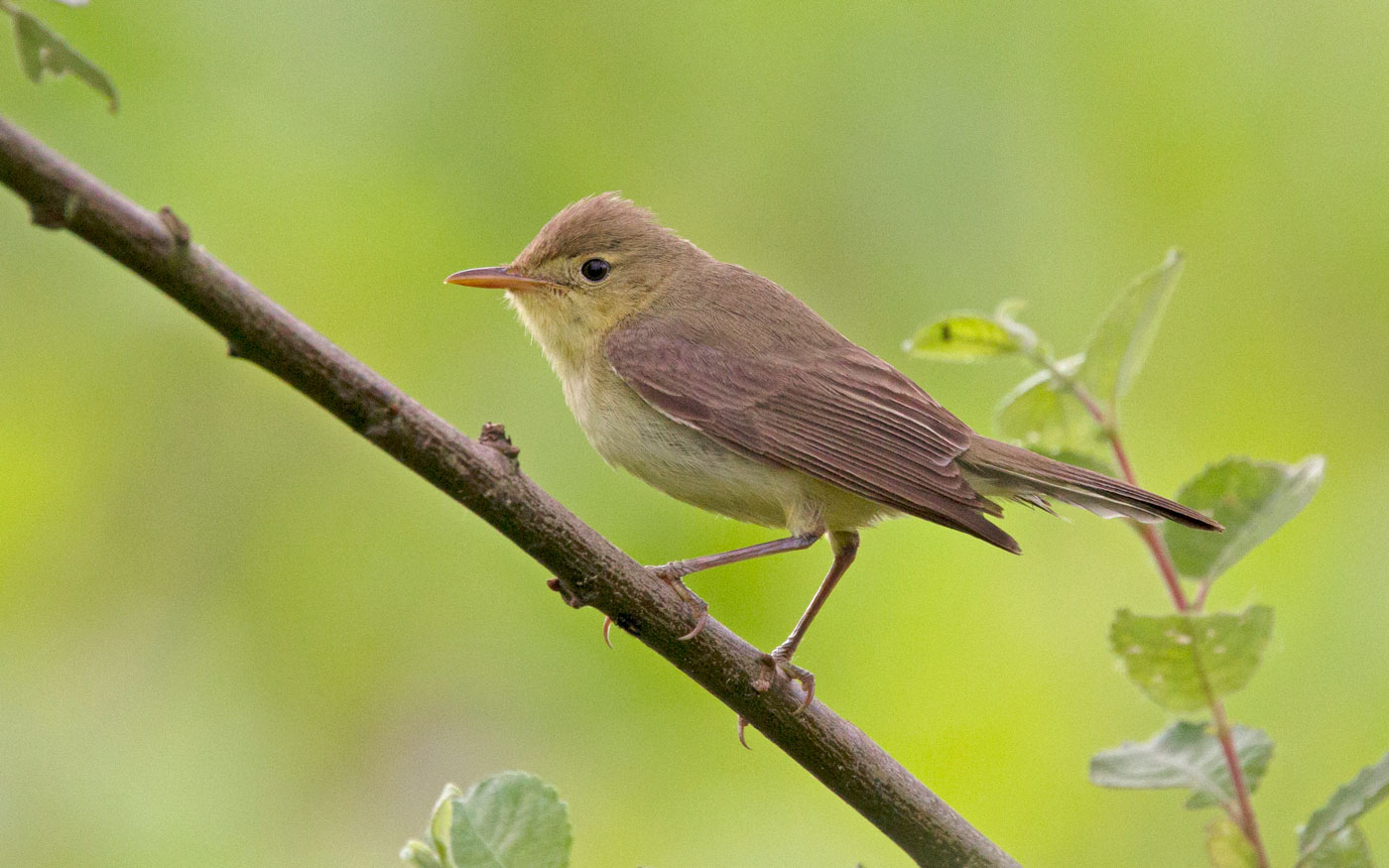 Icterine and Melodious Warblers photo ID guide - BirdGuides