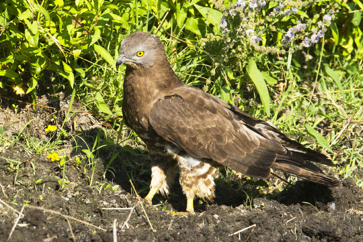 Common and European Honey Buzzards photo ID guide - BirdGuides