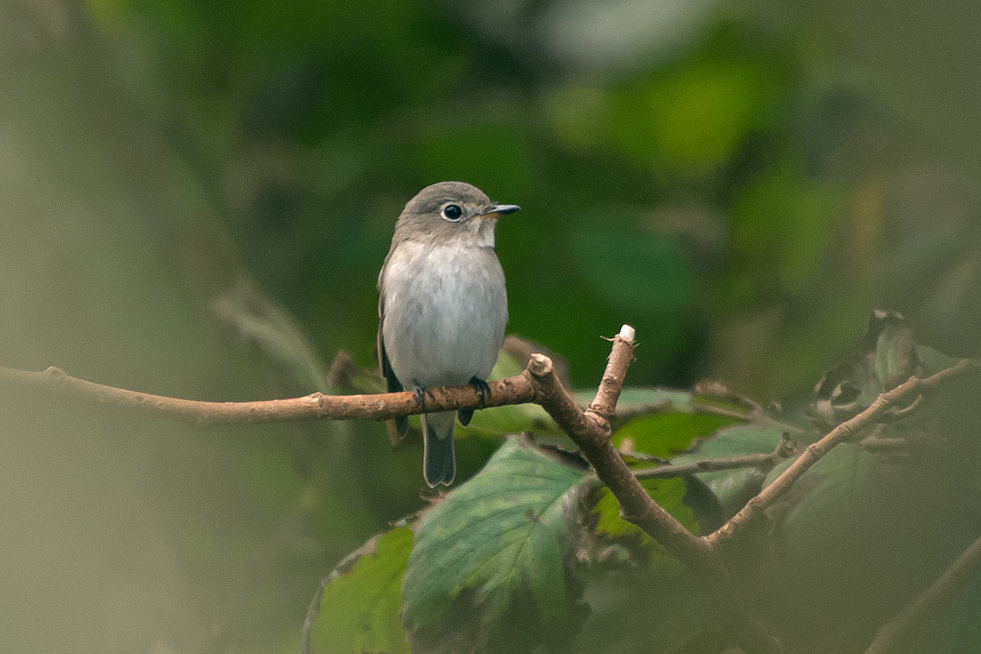 Autumn flycatchers photo ID guide - BirdGuides