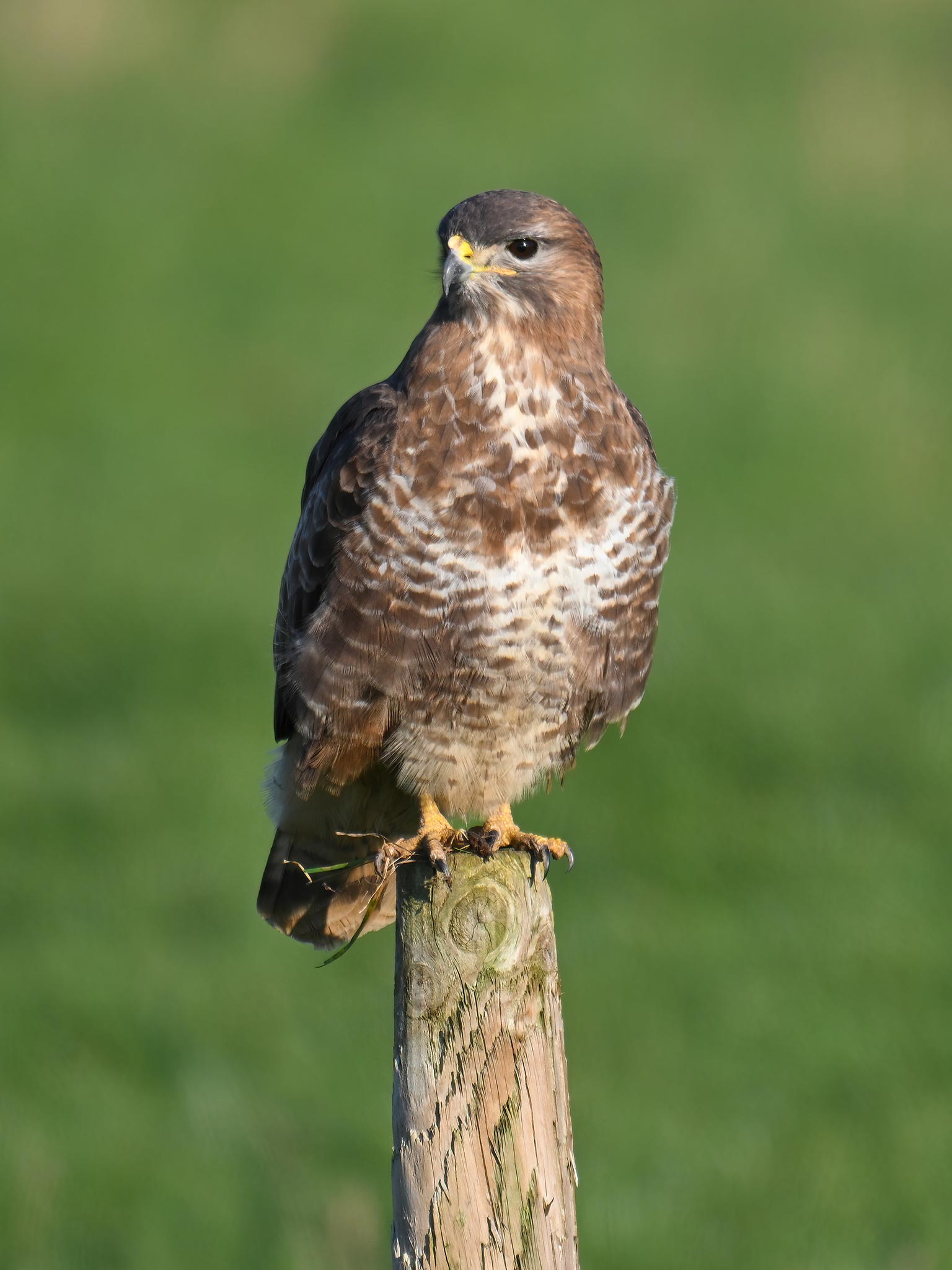 Nikon Z50 II digital camera - BirdGuides
