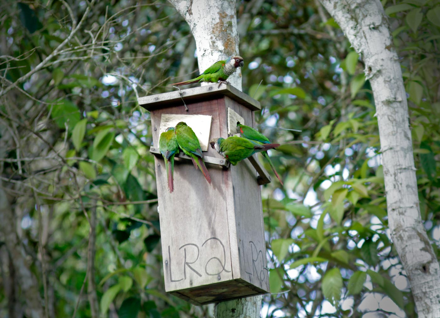 'Nestbox revolution' for Critically Endangered parakeet - BirdGuides