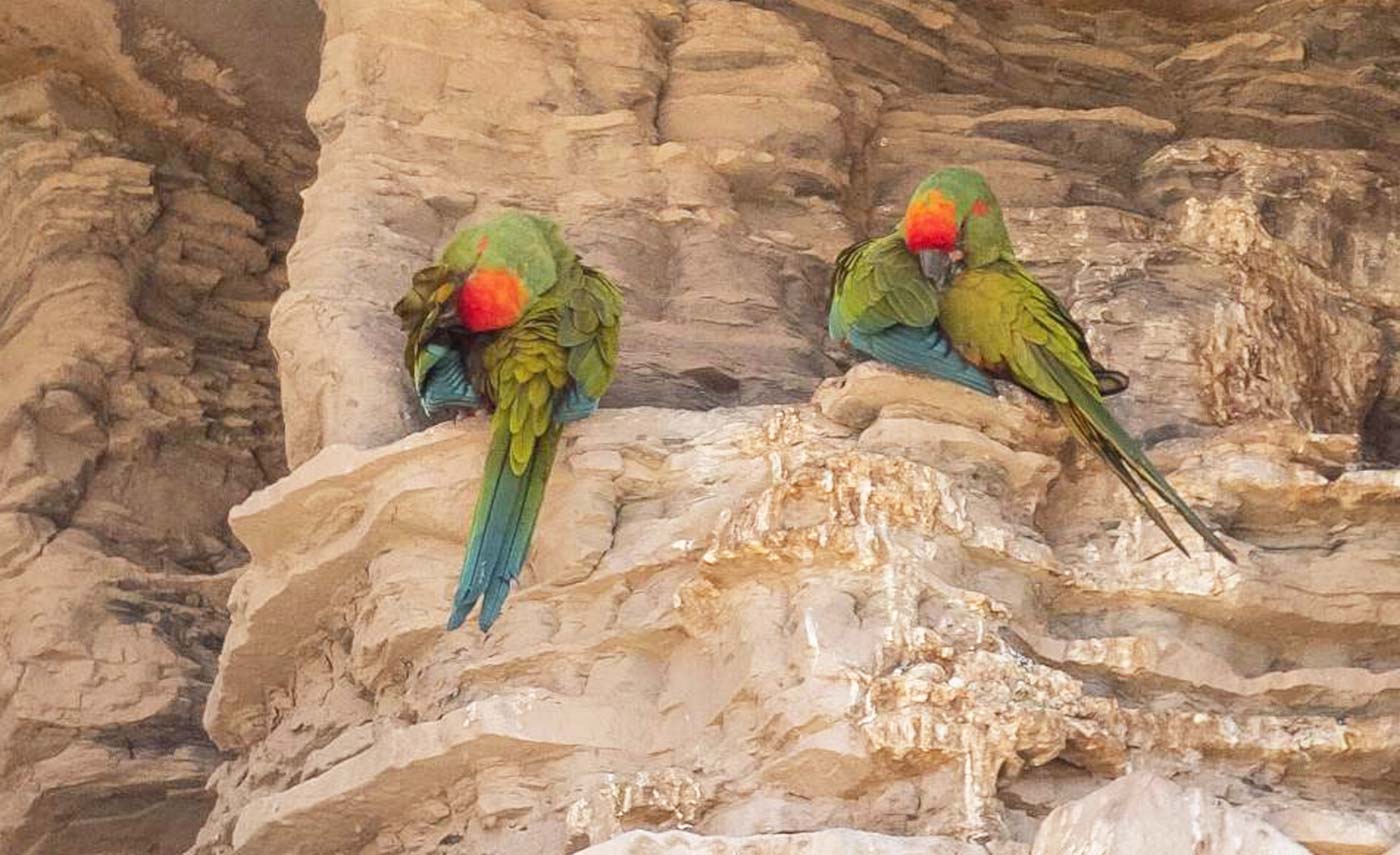 Positive news for threatened macaw in Bolivia - BirdGuides