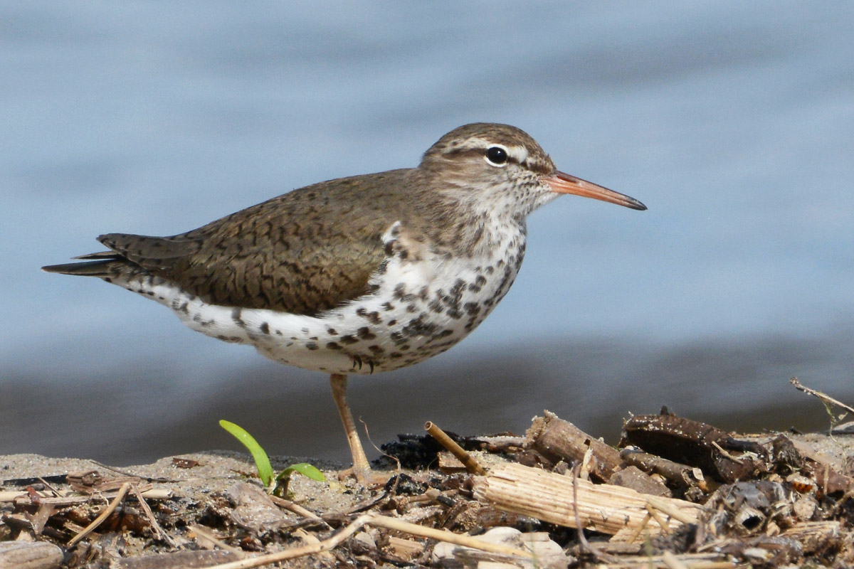 Common, Spotted and Terek Sandpipers photo ID guide - BirdGuides