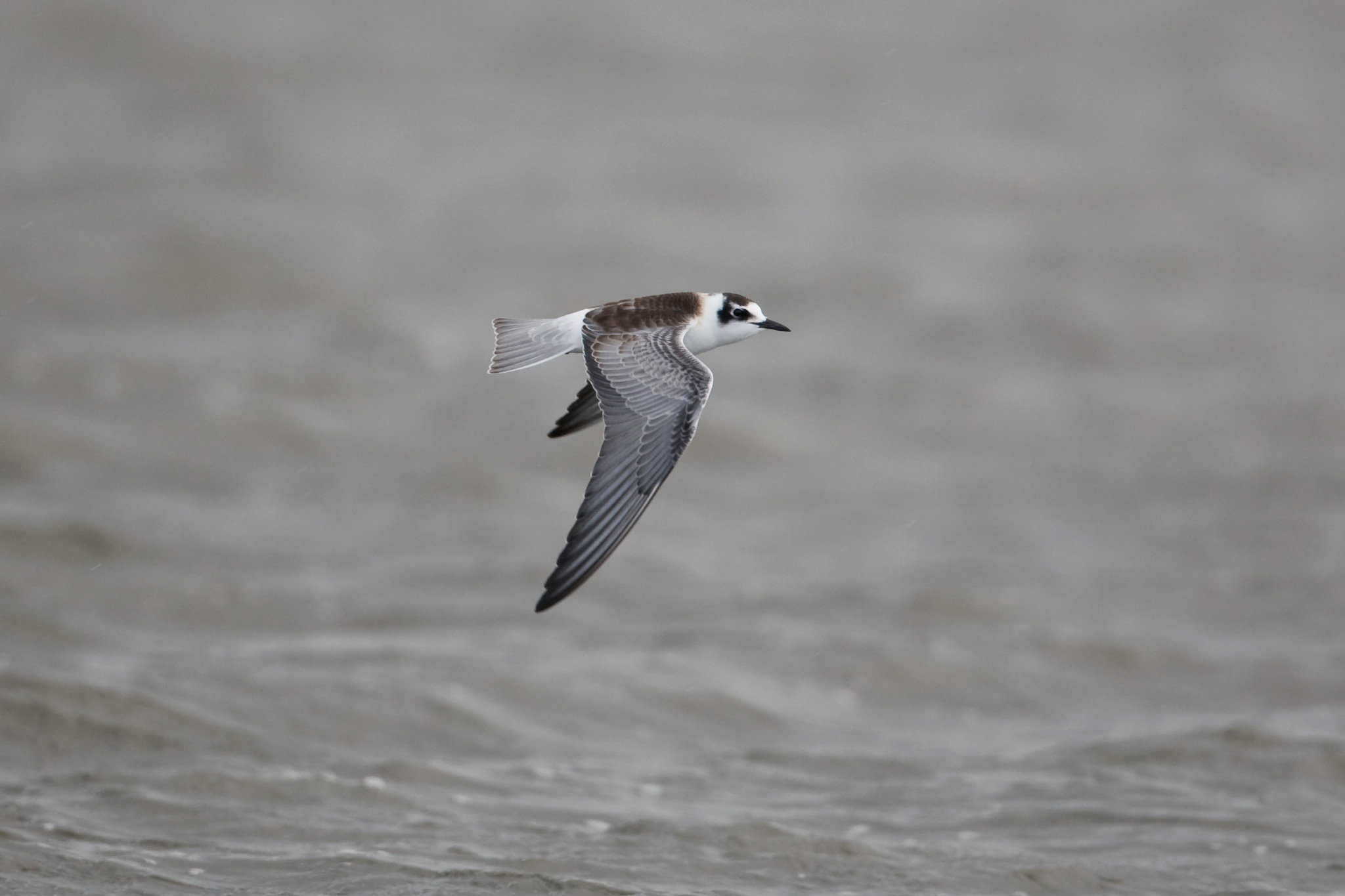 Marsh tern photo ID guide - BirdGuides