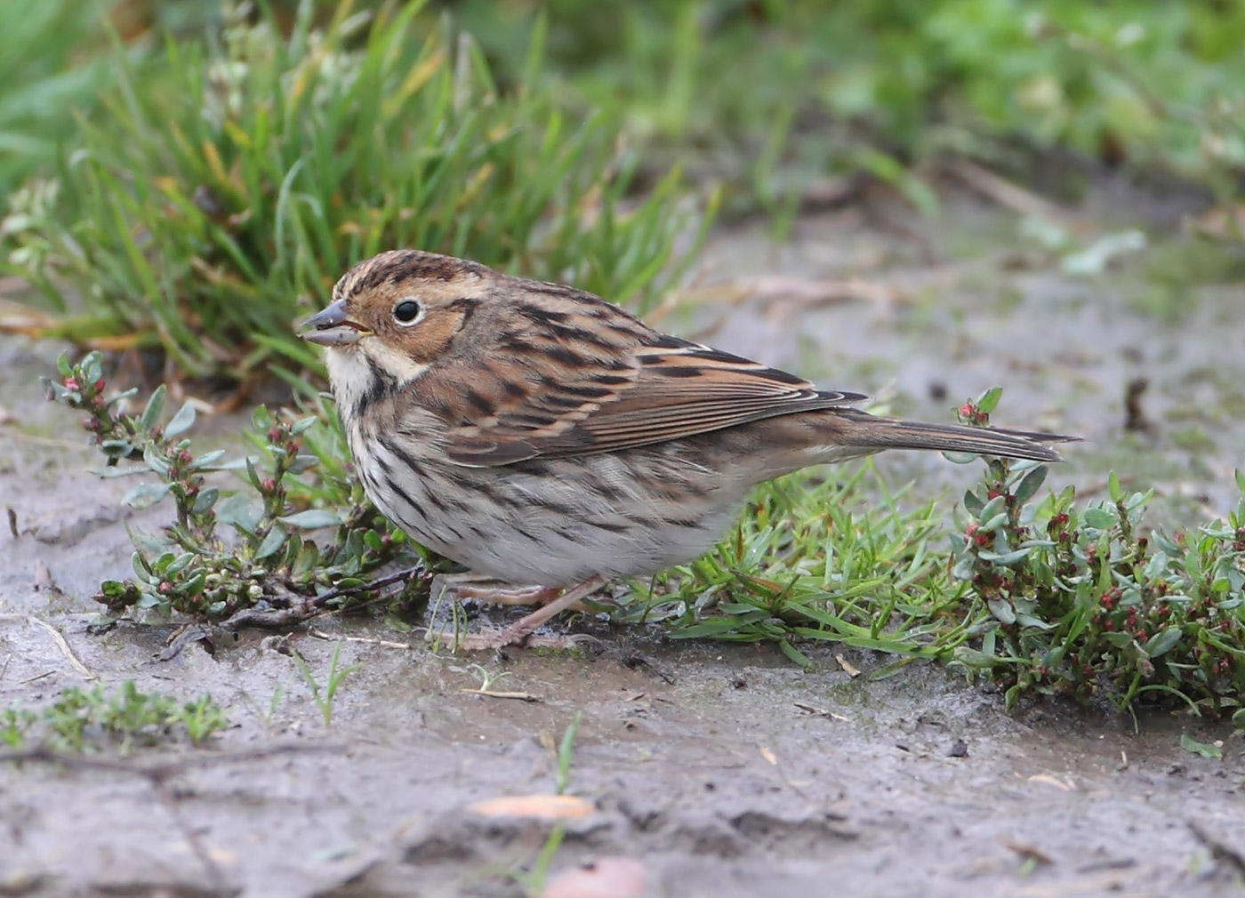 Reed, Little and Rustic Buntings photo ID guide - BirdGuides