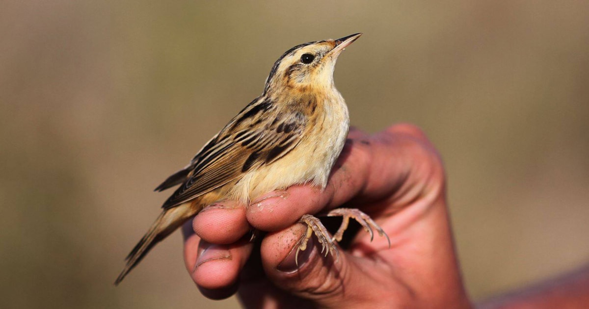 Focus on: Aquatic Warbler - BirdGuides