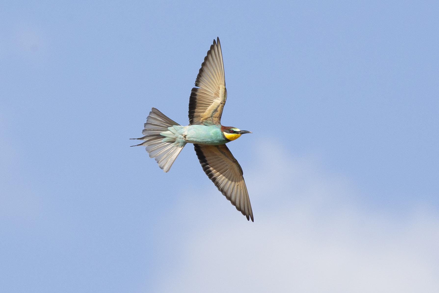 Herzegovina: birding the Balkan backwaters - BirdGuides