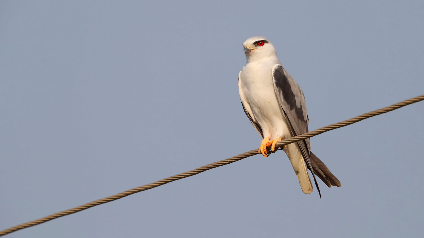 Britain's next breeding bird - BirdGuides