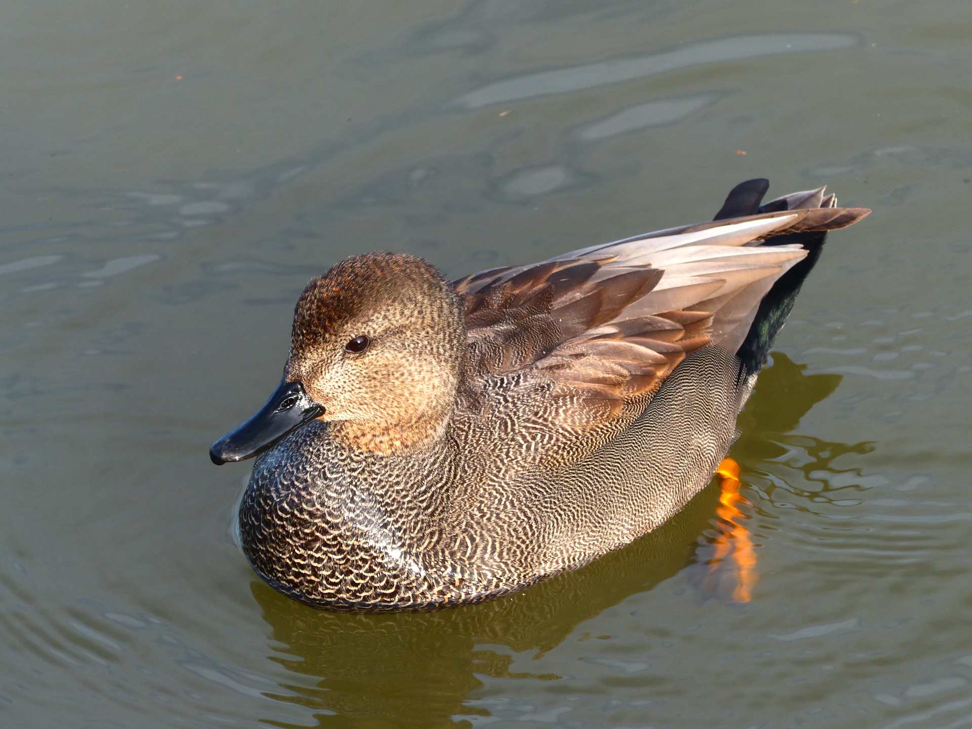 Gravel pits: the attraction of extraction - BirdGuides