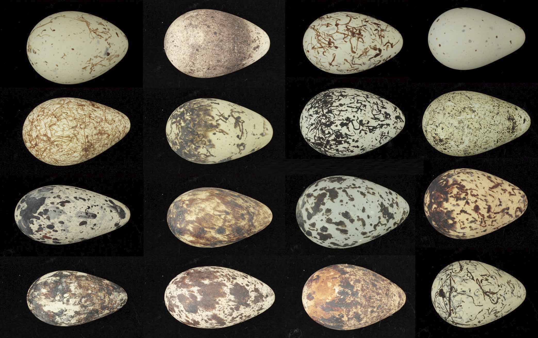 Understanding eggshells - BirdGuides