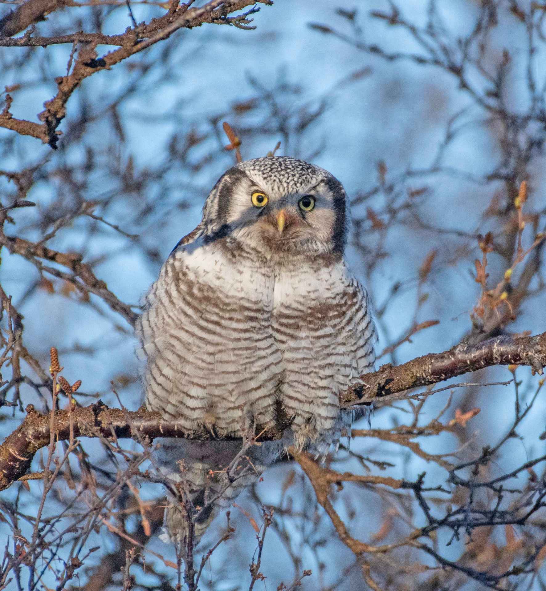 Lapland: birds of the midnight sun - BirdGuides