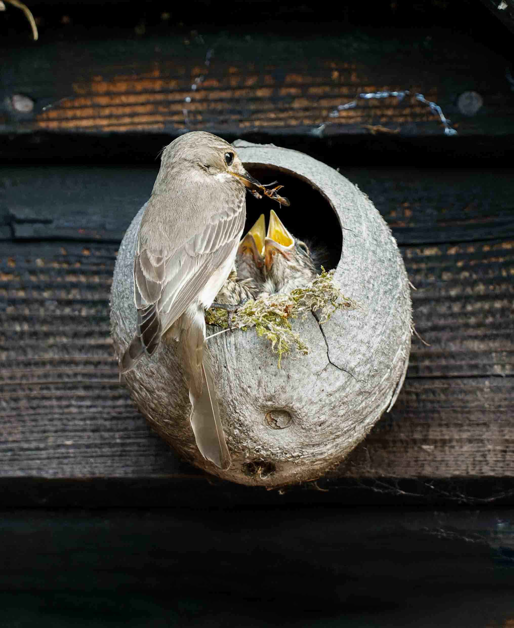 Scarcely spotted flycatcher - BirdGuides