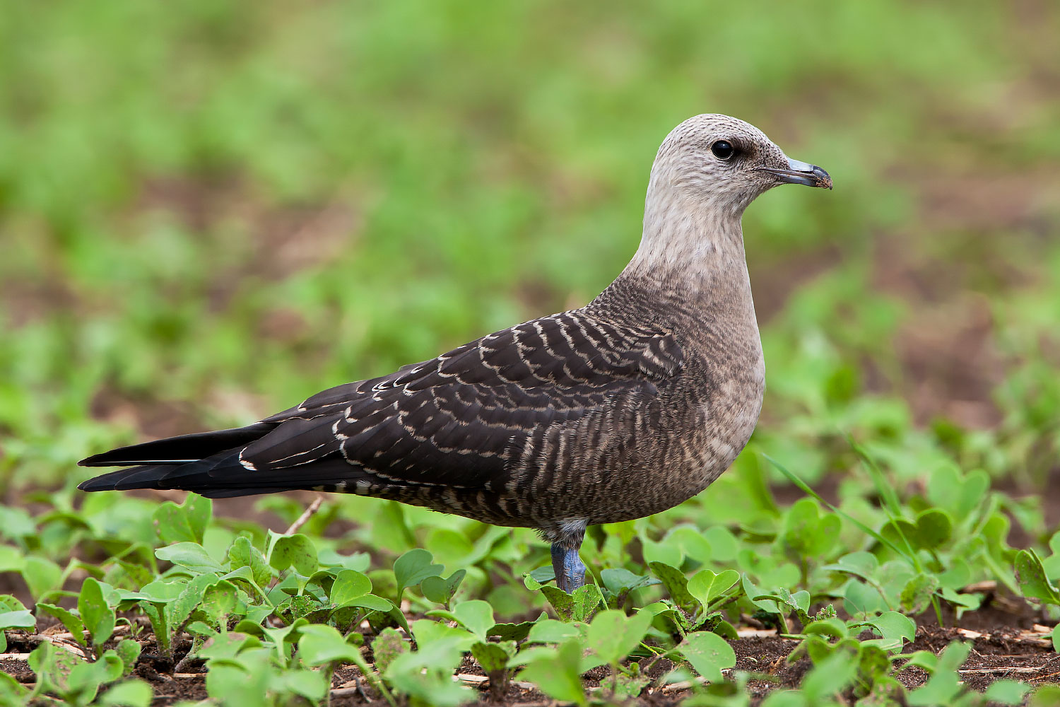 Juvenile skua photo ID guide - BirdGuides