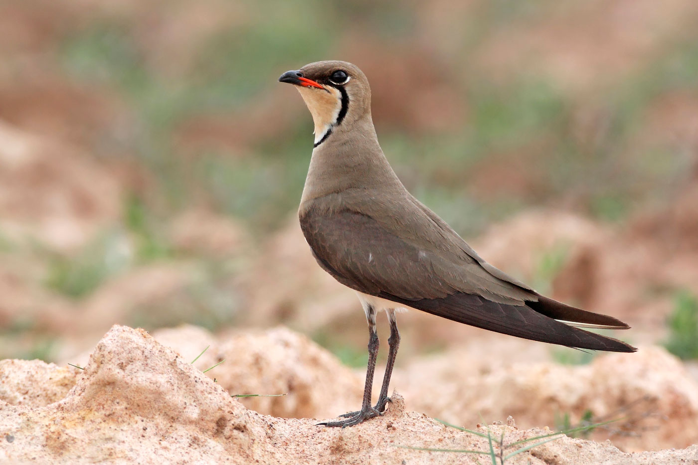 Pratincoles photo ID guide - BirdGuides