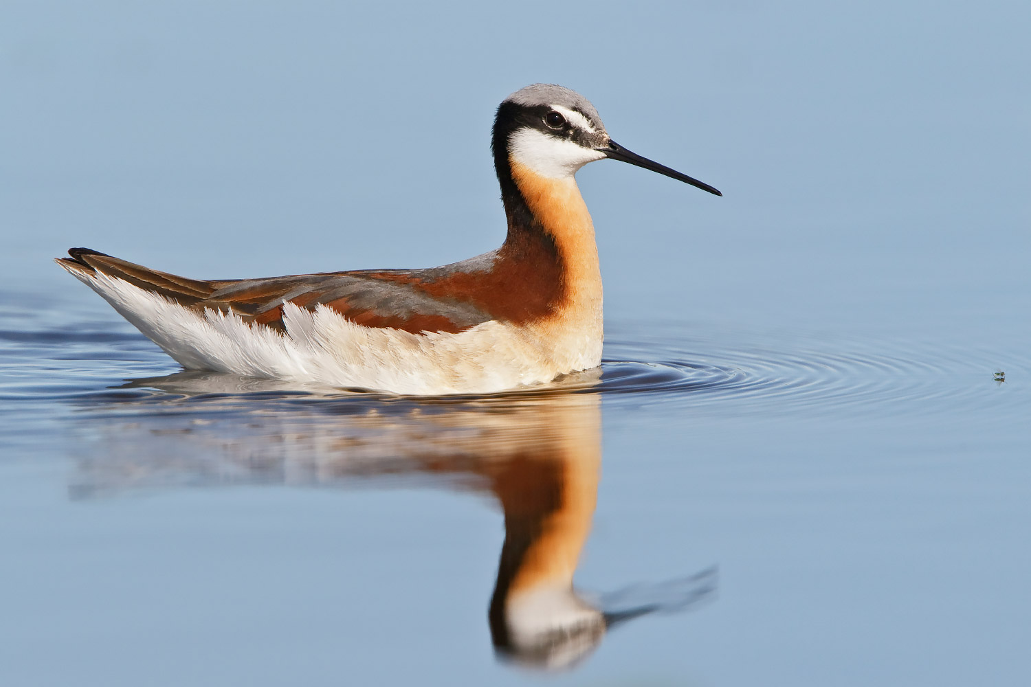 Phalarope photo ID guide - BirdGuides