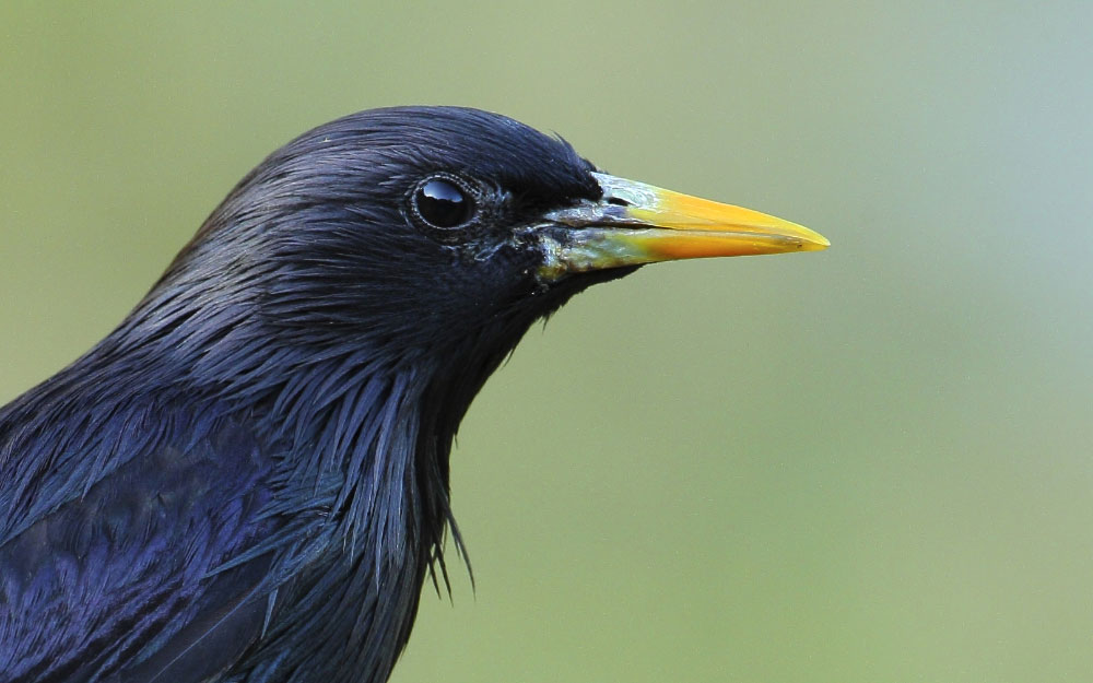 Starling photo ID guide - BirdGuides