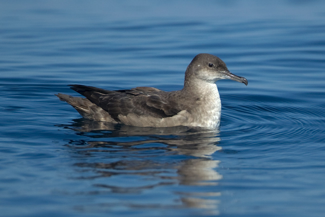 Manx, Balearic and Yelkouan Shearwaters photo ID guide - BirdGuides