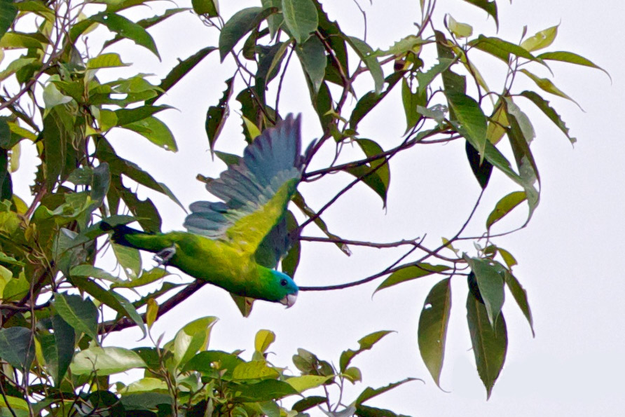 Putting Blue-headed Racket-tail on the conservation map - BirdGuides