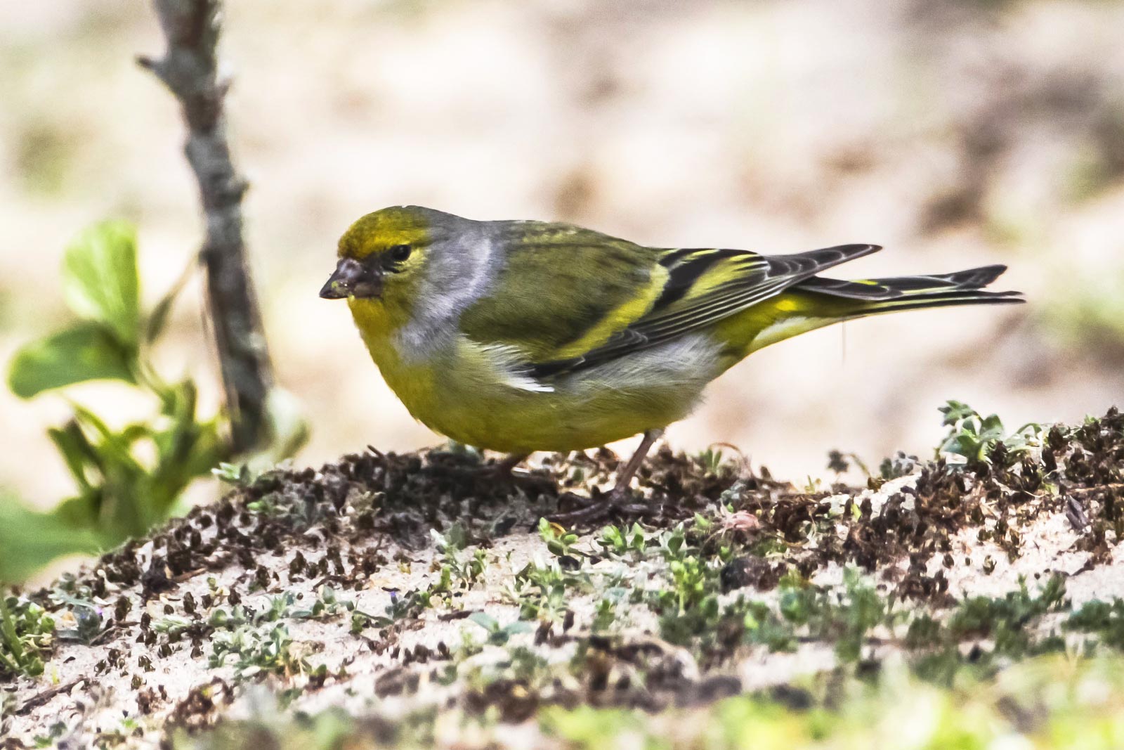 Eurasian Siskin, European Serin and Citril Finch photo ID guide ...