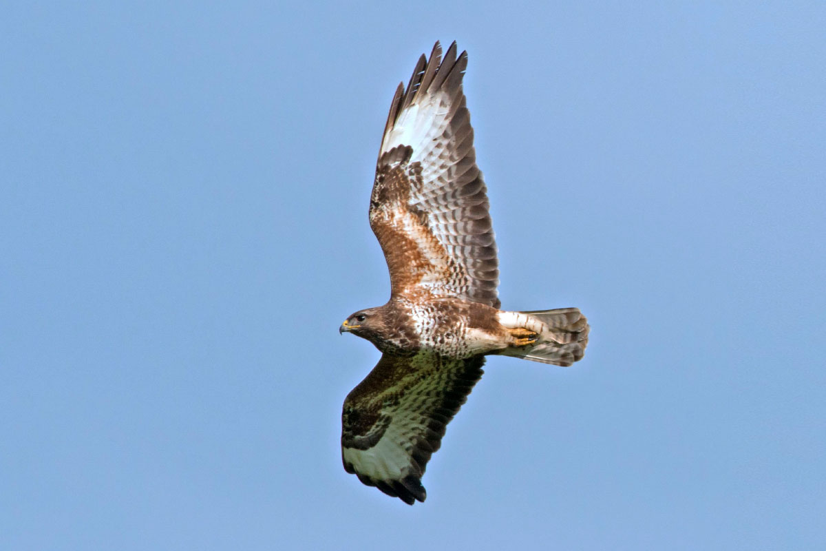 Common and European Honey Buzzards photo ID guide - BirdGuides