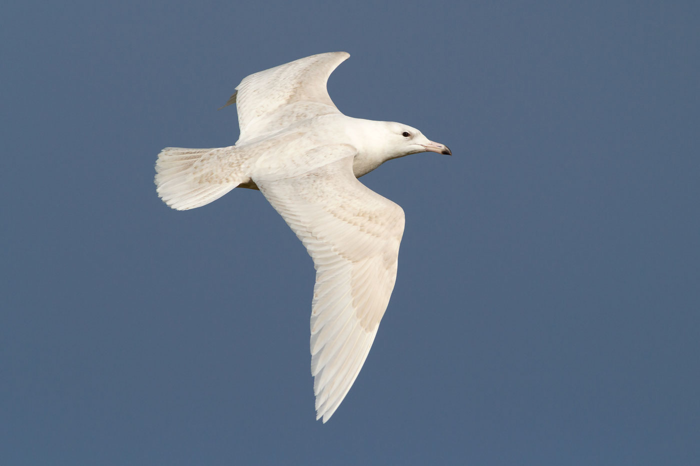 Glaucous and Iceland Gulls photo ID guide - BirdGuides