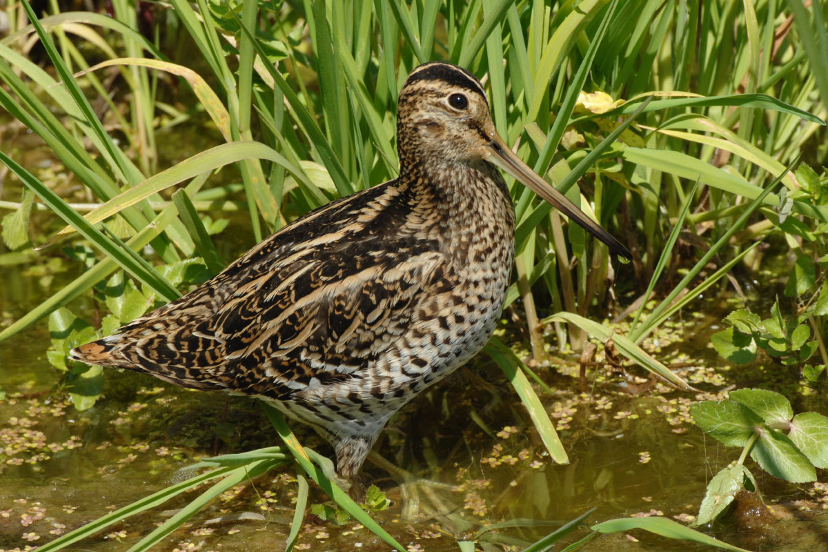 Common Snipe, Great Snipe and Eurasian Woodcock photo ID guide - BirdGuides