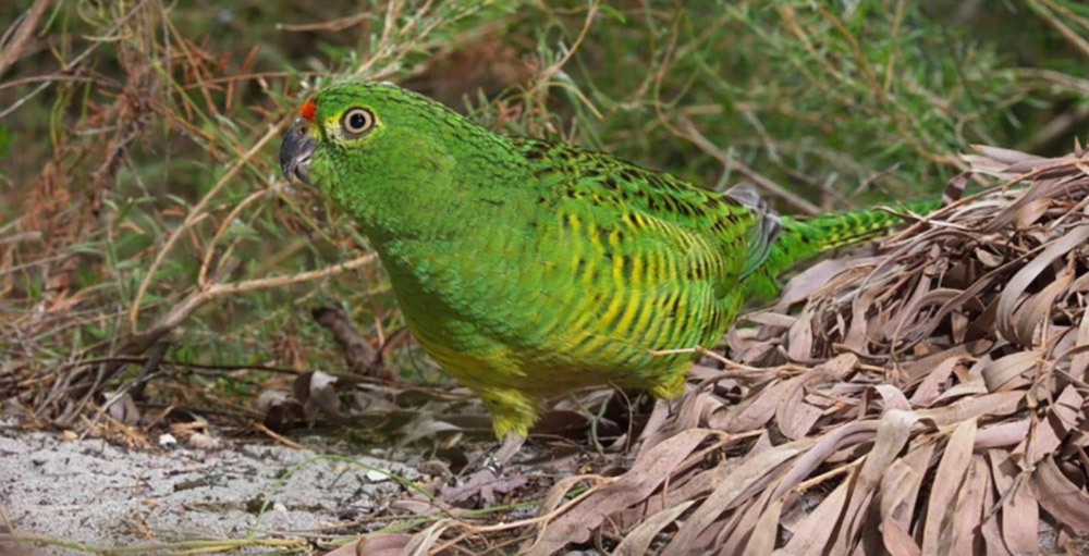 East helps west: Ground Parrot breeding as a conservation safety net ...