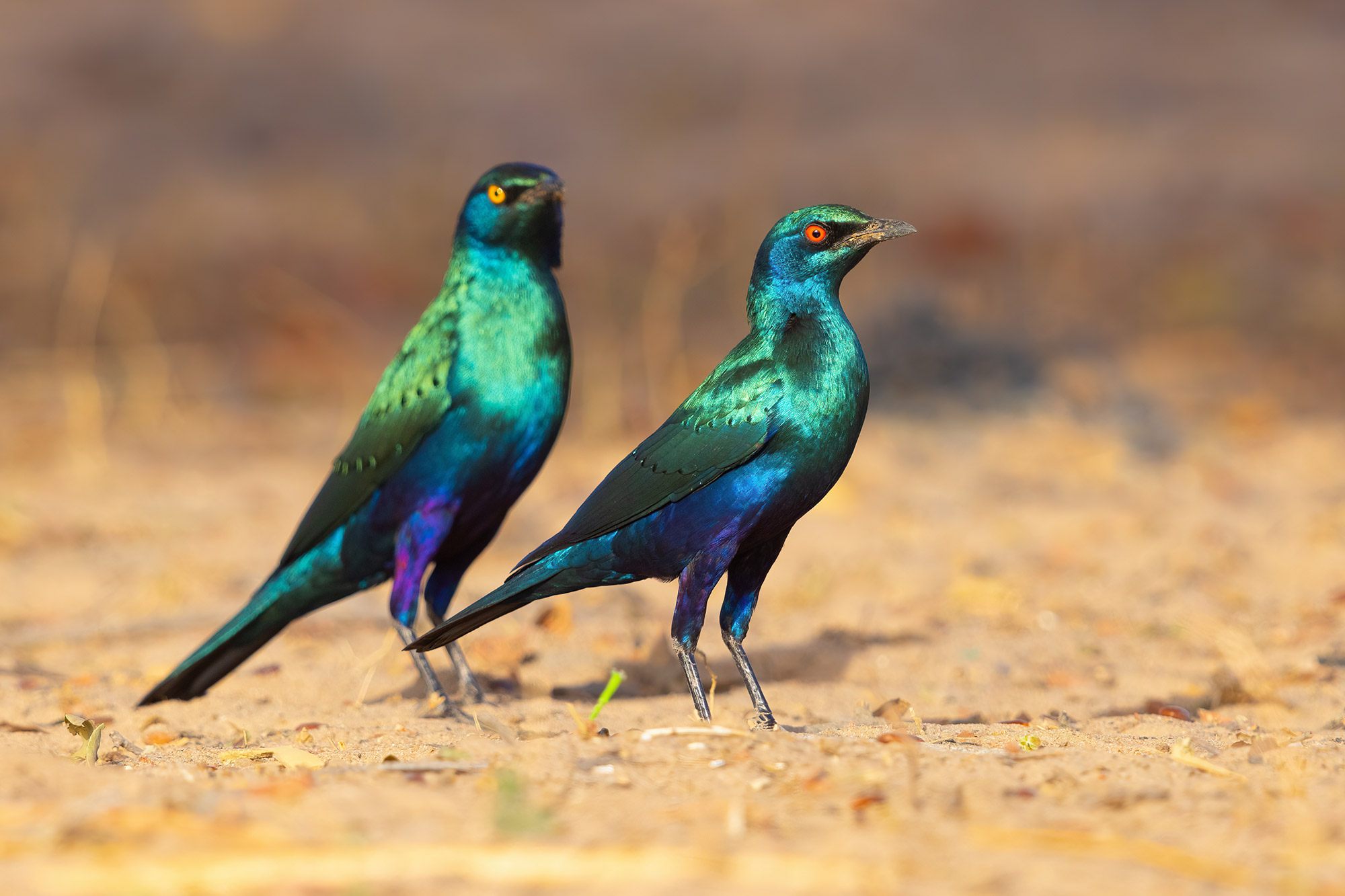 The Gambia: river of plenty - BirdGuides