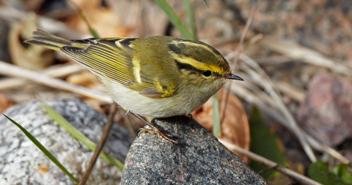 Autumn leaf warbler photo ID guide - BirdGuides