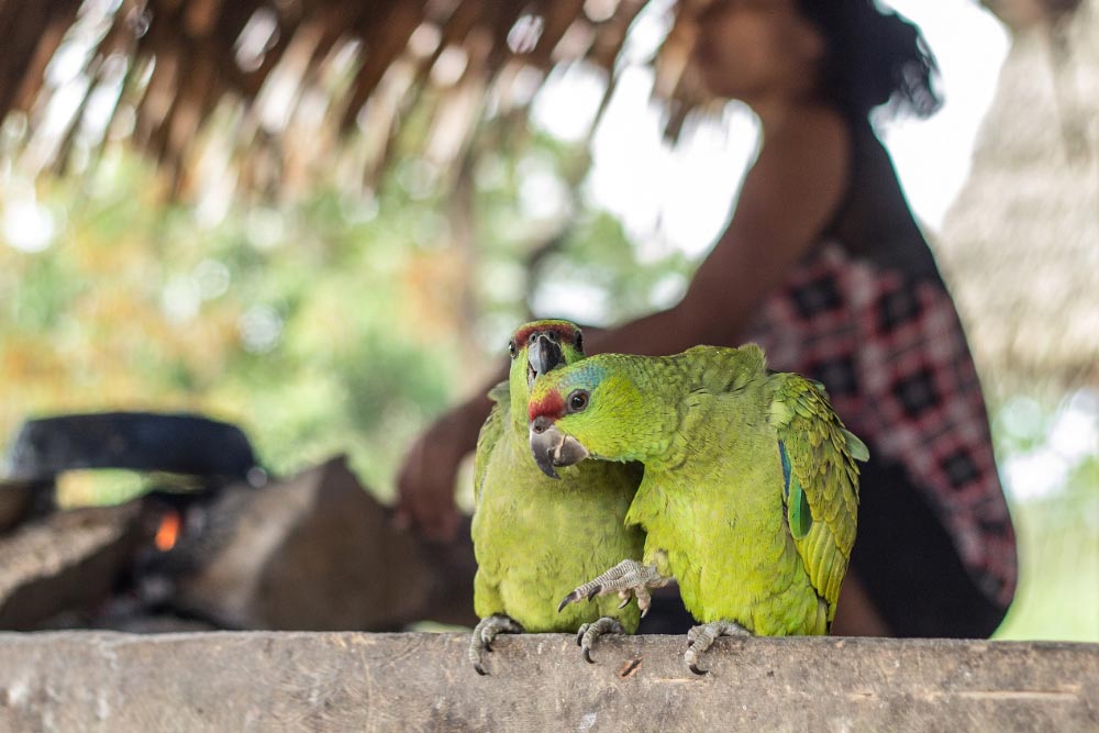 The impacts of habitat loss and poaching on Neotropical parrots ...