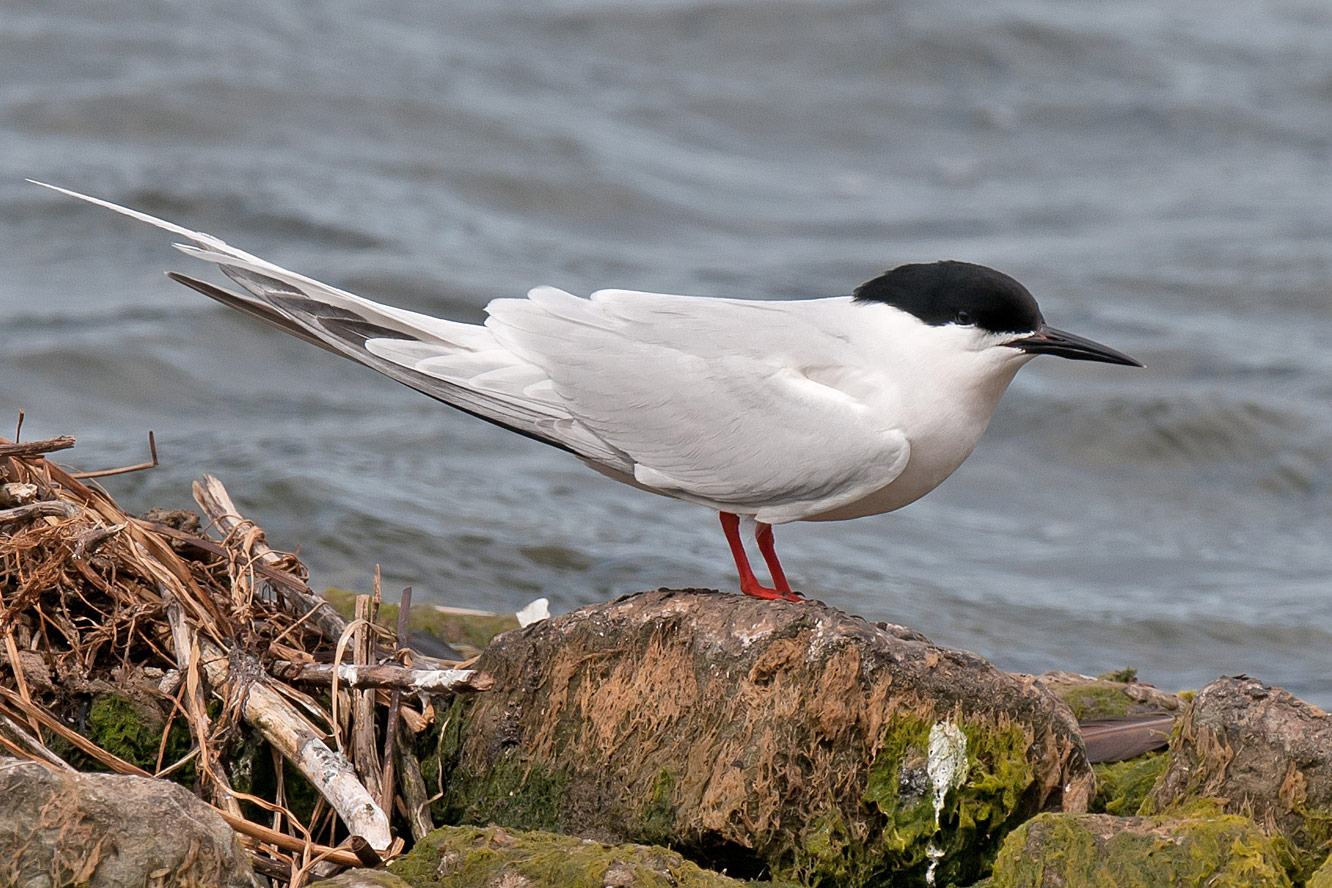Common, Arctic and Roseate Tern photo ID guide - BirdGuides