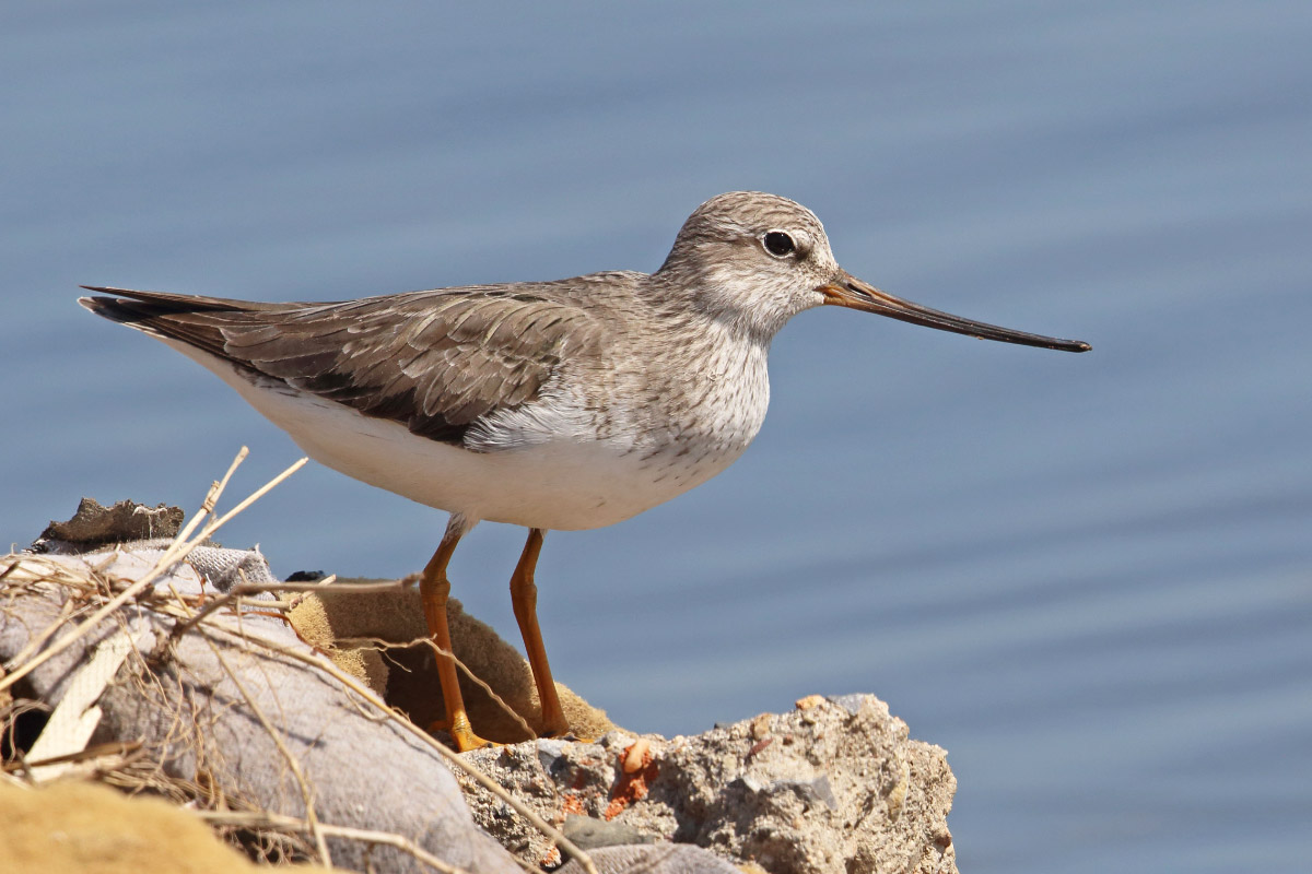 Common, Spotted and Terek Sandpipers photo ID guide - BirdGuides