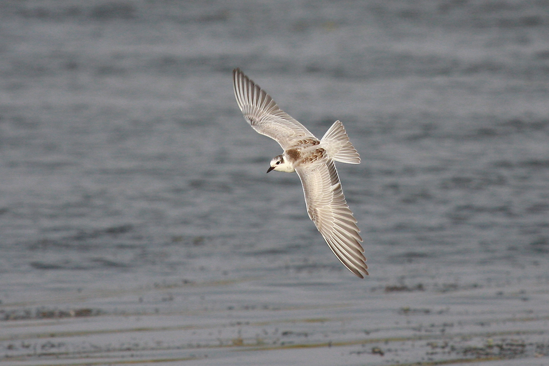 Marsh tern photo ID guide - BirdGuides