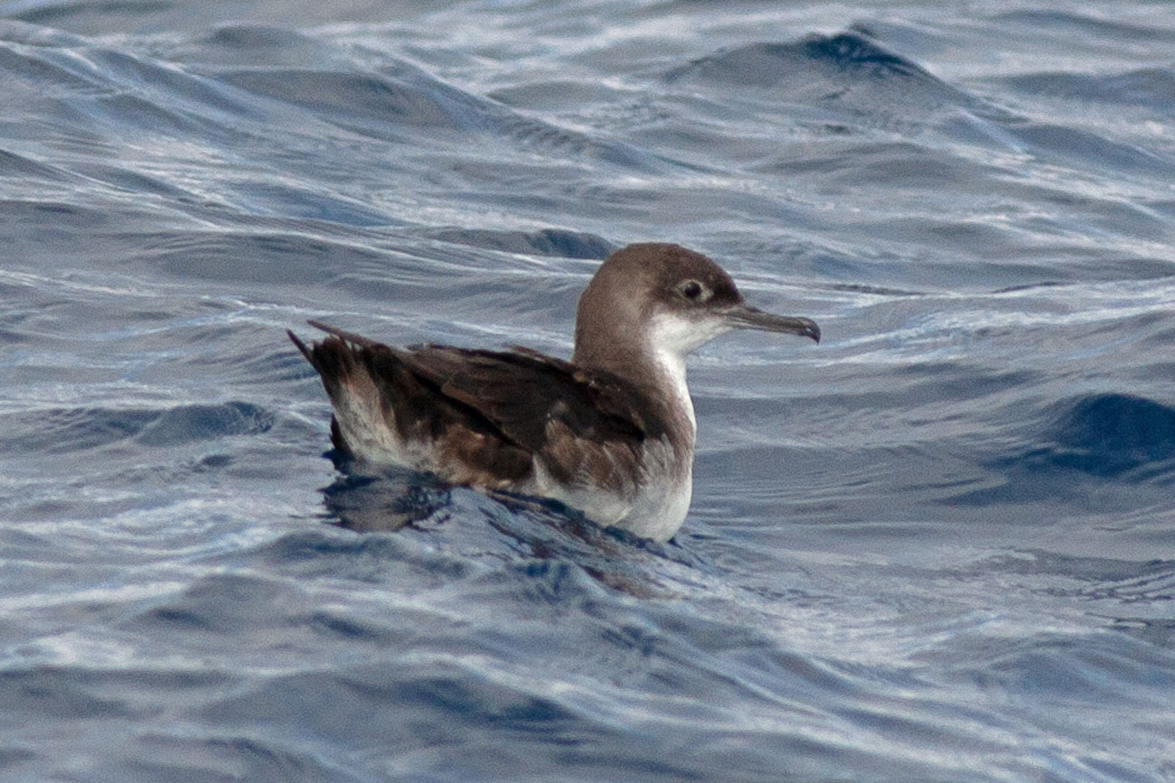 Manx, Balearic and Yelkouan Shearwaters photo ID guide - BirdGuides