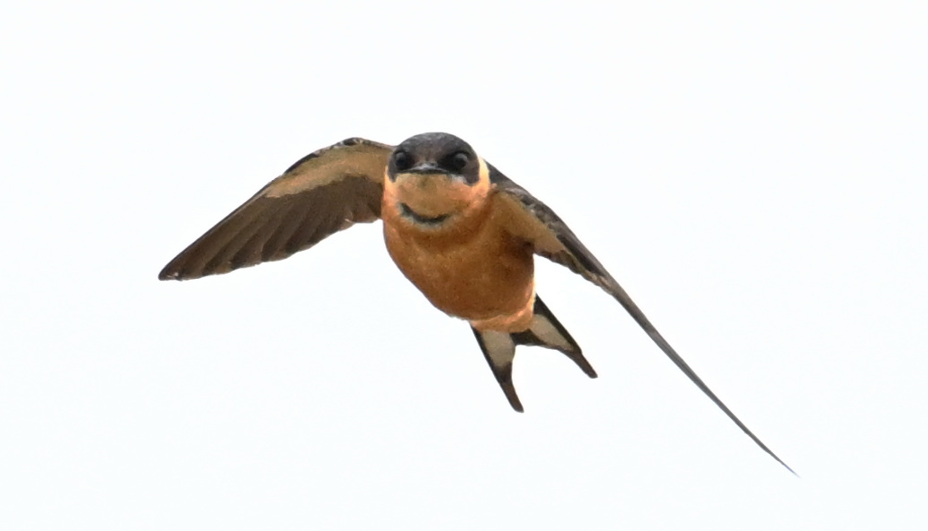 Rarity finders: Red-breasted Swallow in Denmark - BirdGuides