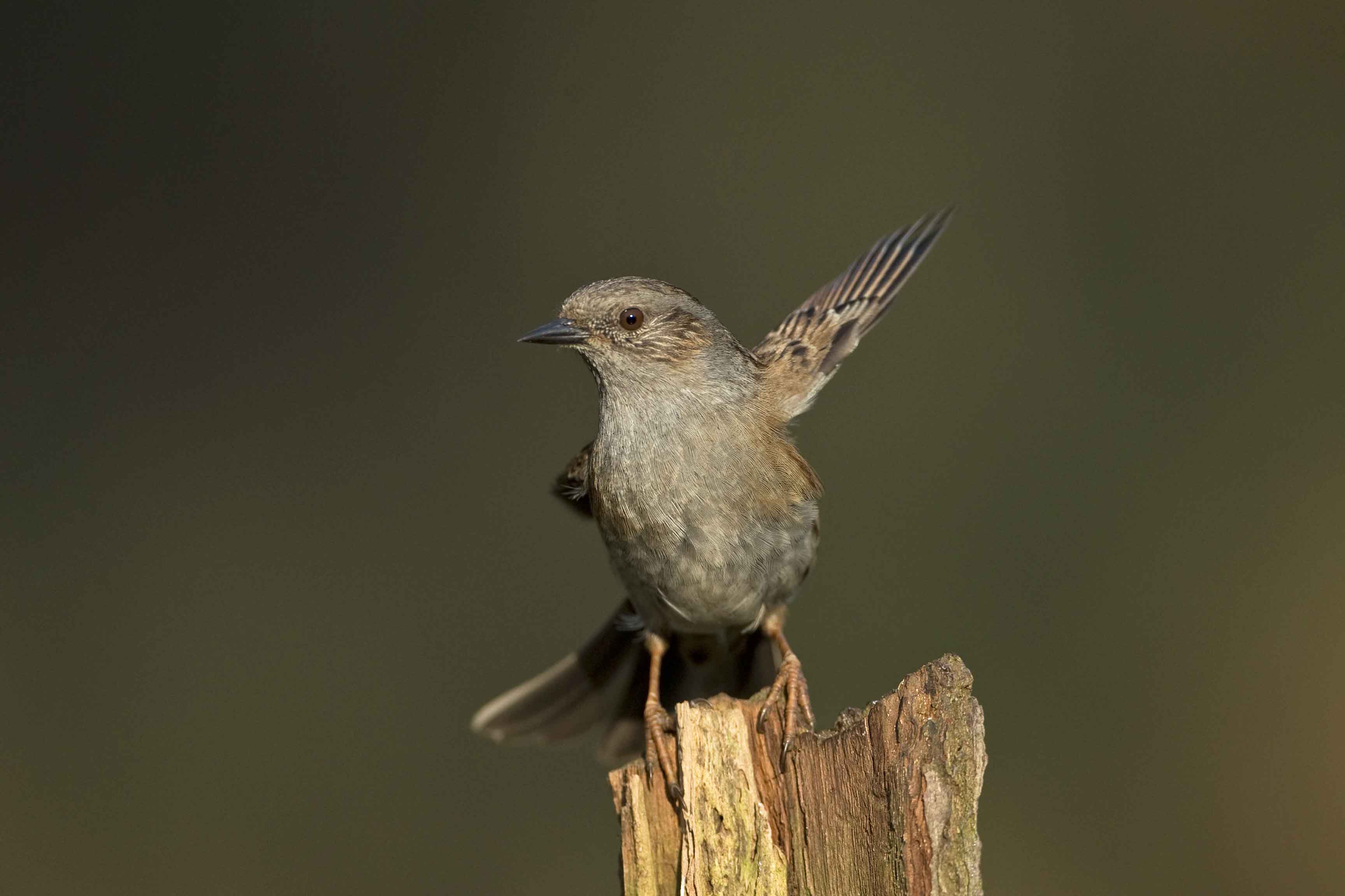 The springtime show-offs - BirdGuides