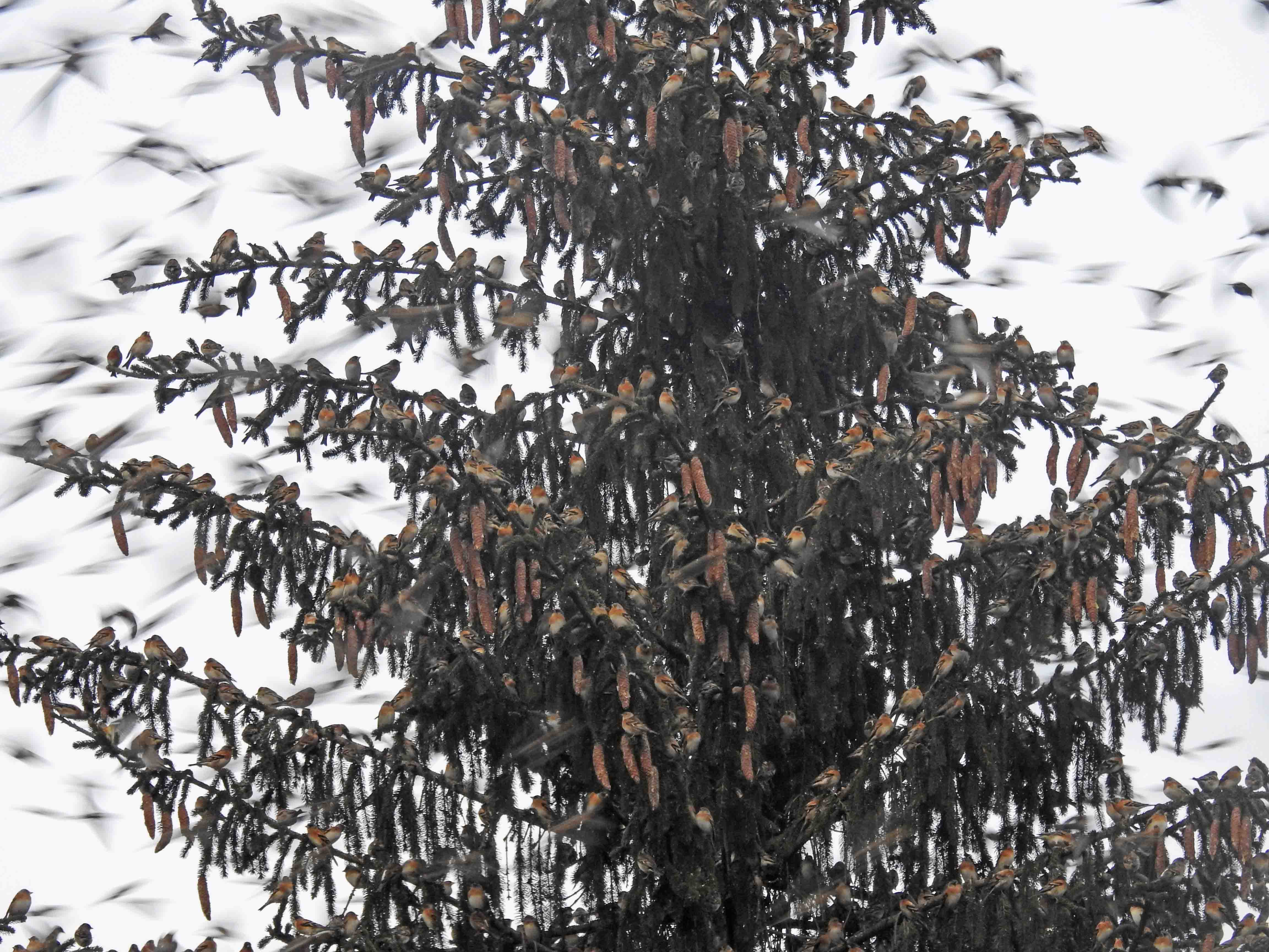 Brambling: masters of the mast - BirdGuides