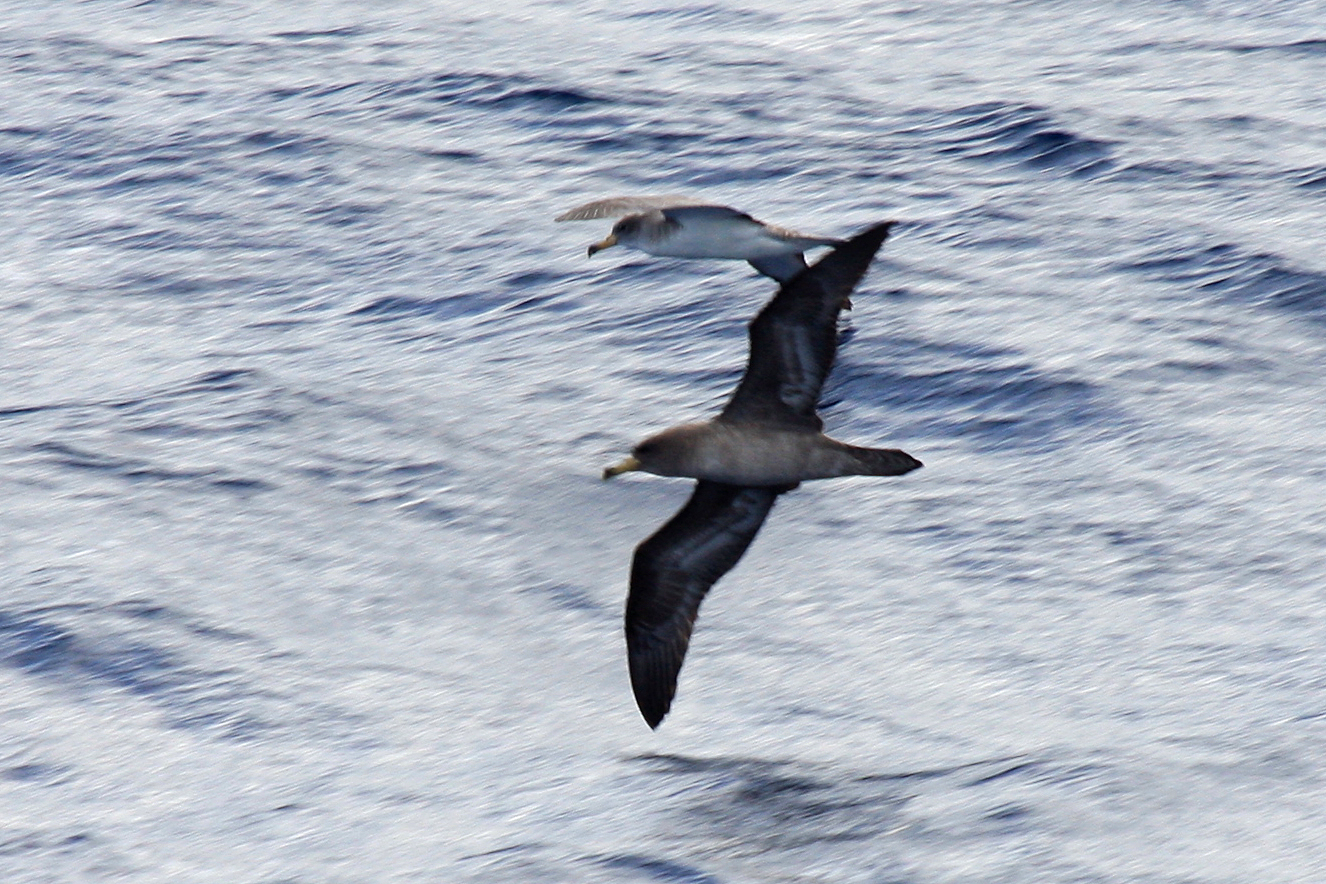 Melanistic Cory's Shearwater photographed off Scilly - BirdGuides